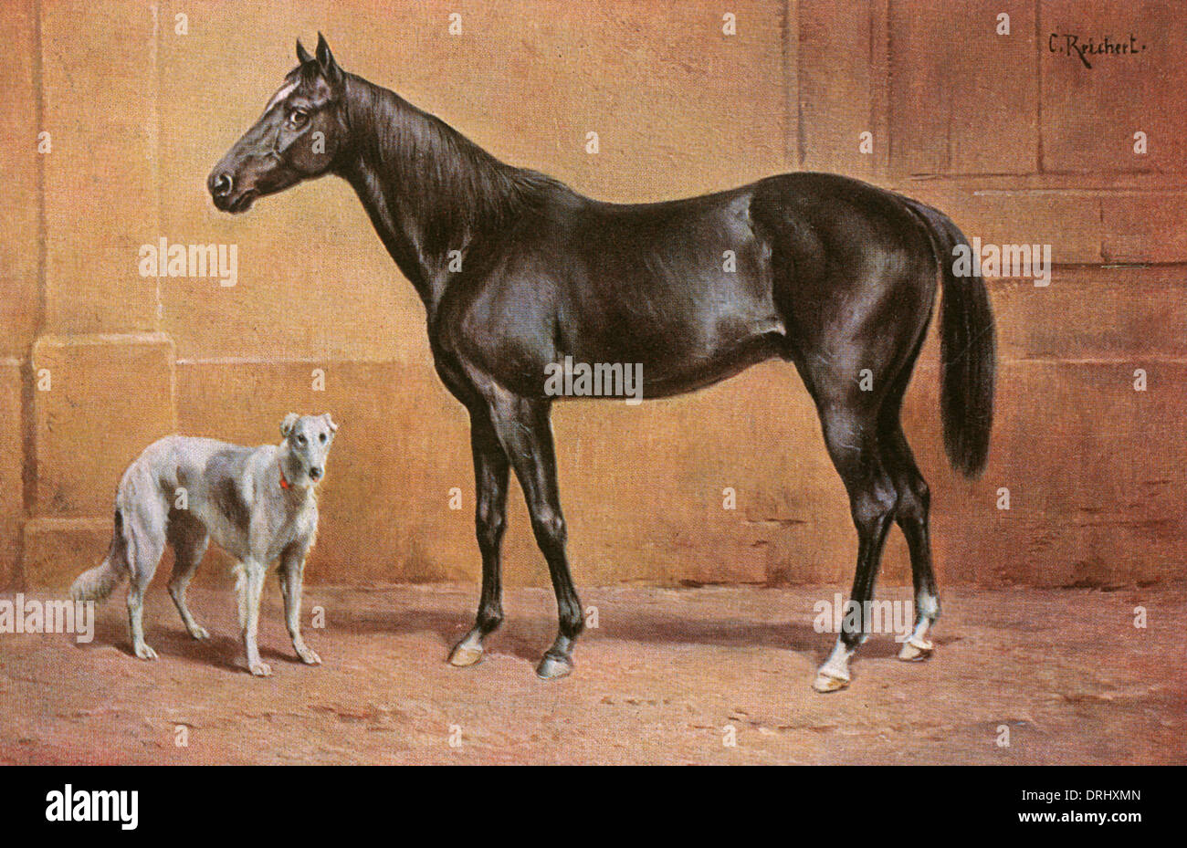 Black Stallion and Borzoi Hound Stock Photo - Alamy