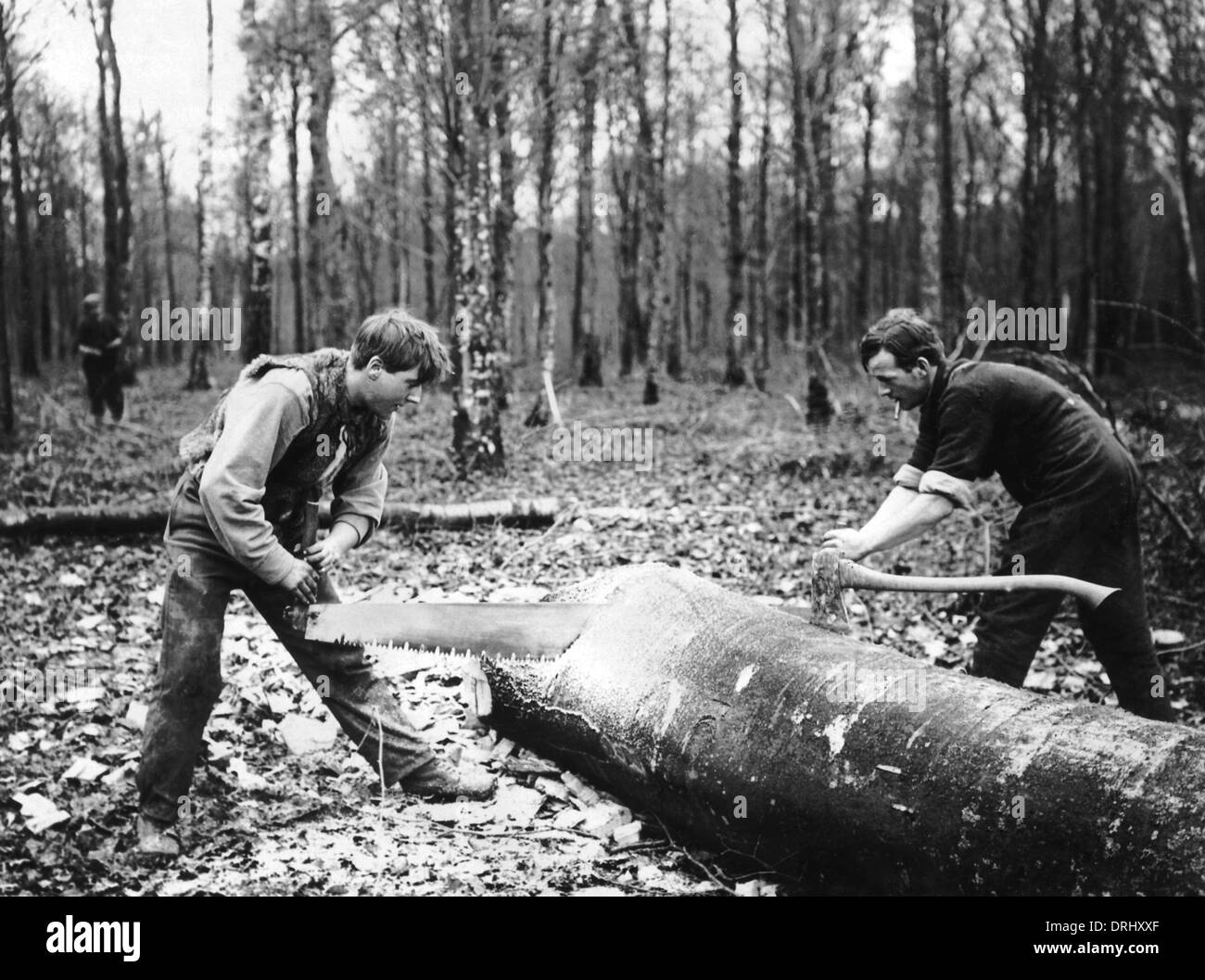 Tree cutting Black and White Stock Photos & Images - Alamy