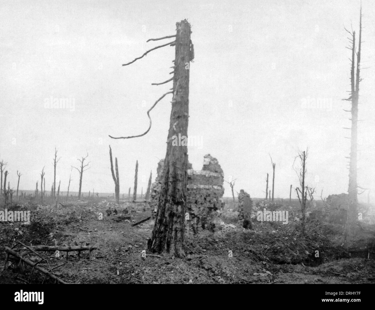Shell-shattered trees at Gommecourt, France, WW1 Stock Photo - Alamy