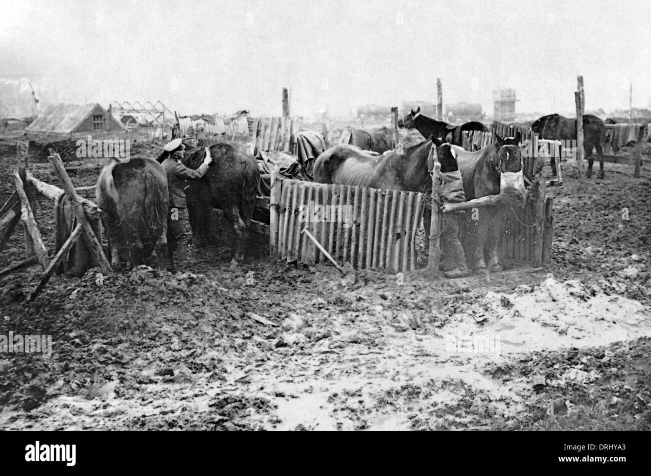 Stable Black and White Stock Photos & Images - Alamy