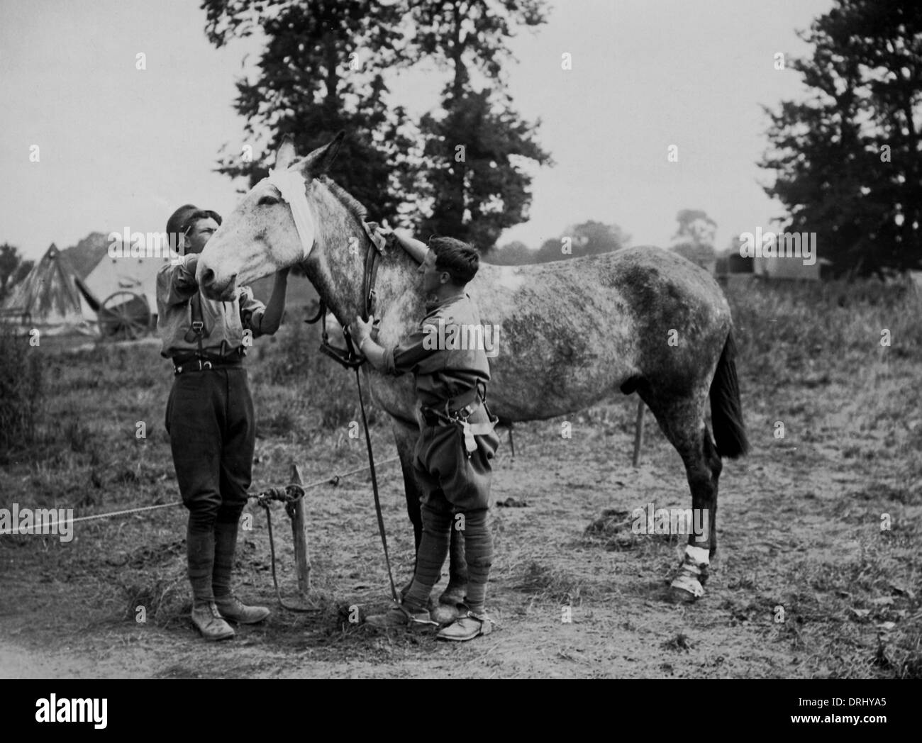 Army Mule High Resolution Stock Photography and Images - Alamy