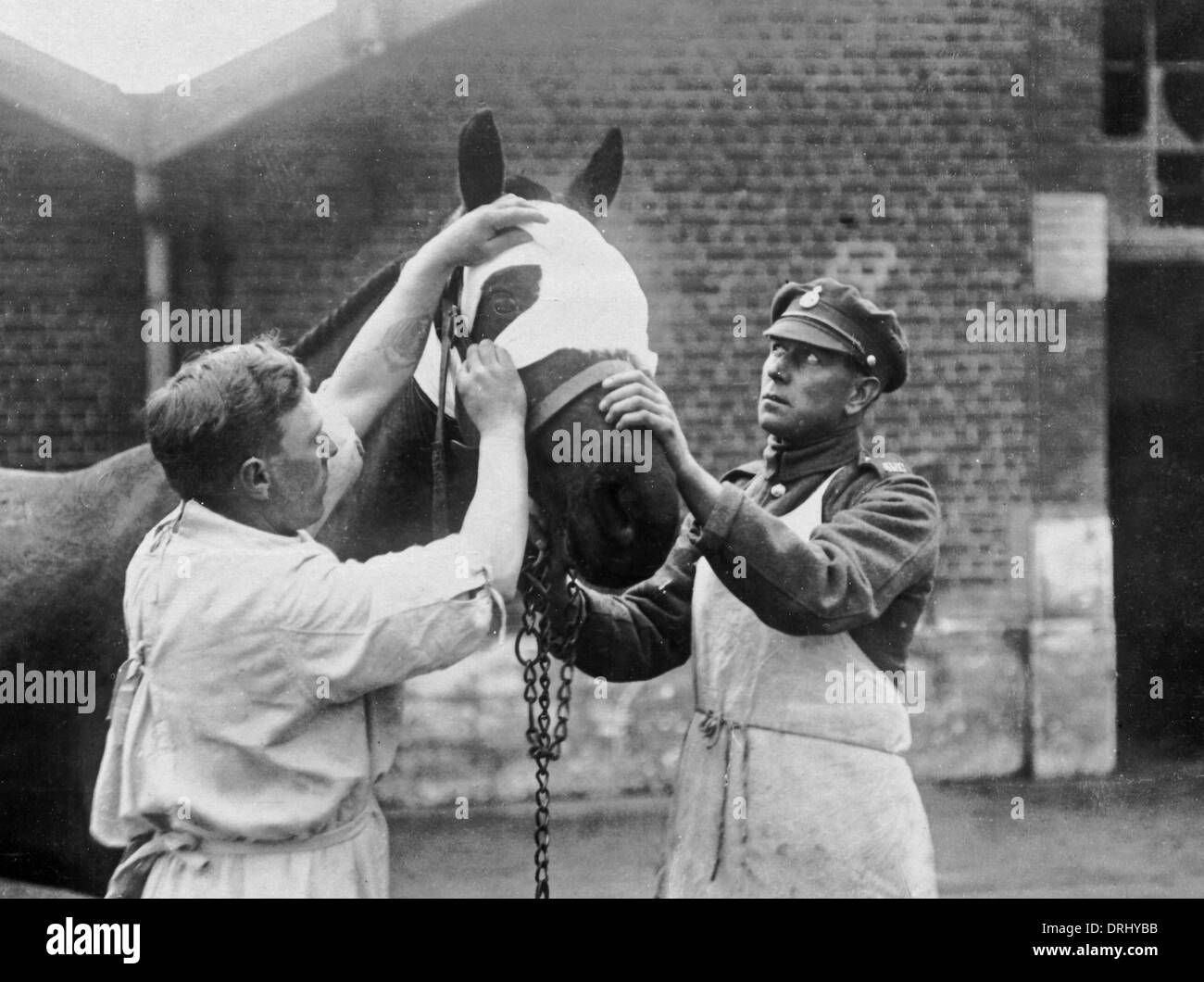 Wounded British horse, Western Front, France, WW1 Stock Photo - Alamy