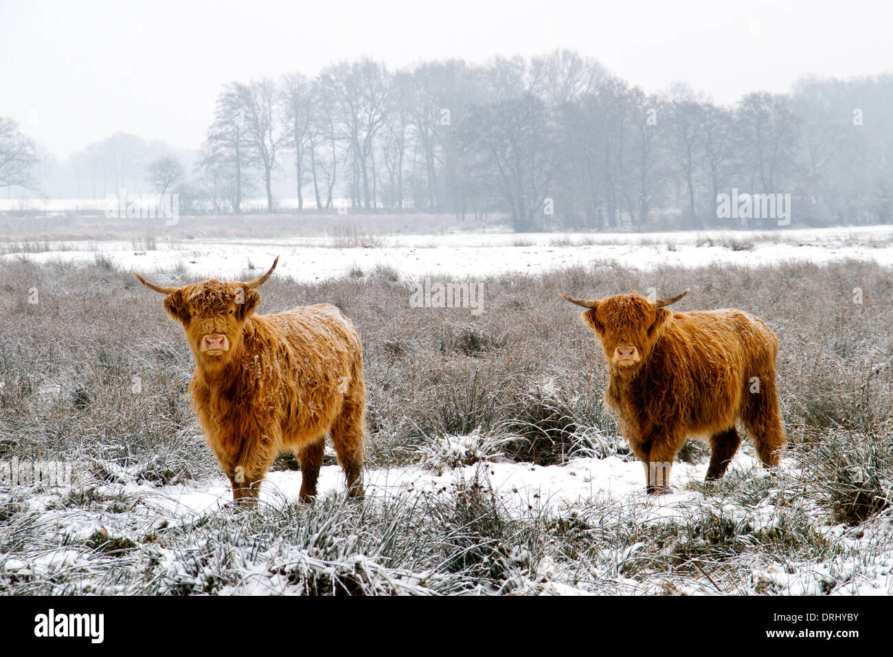 Two Highland cows in snow Stock Photo - Alamy