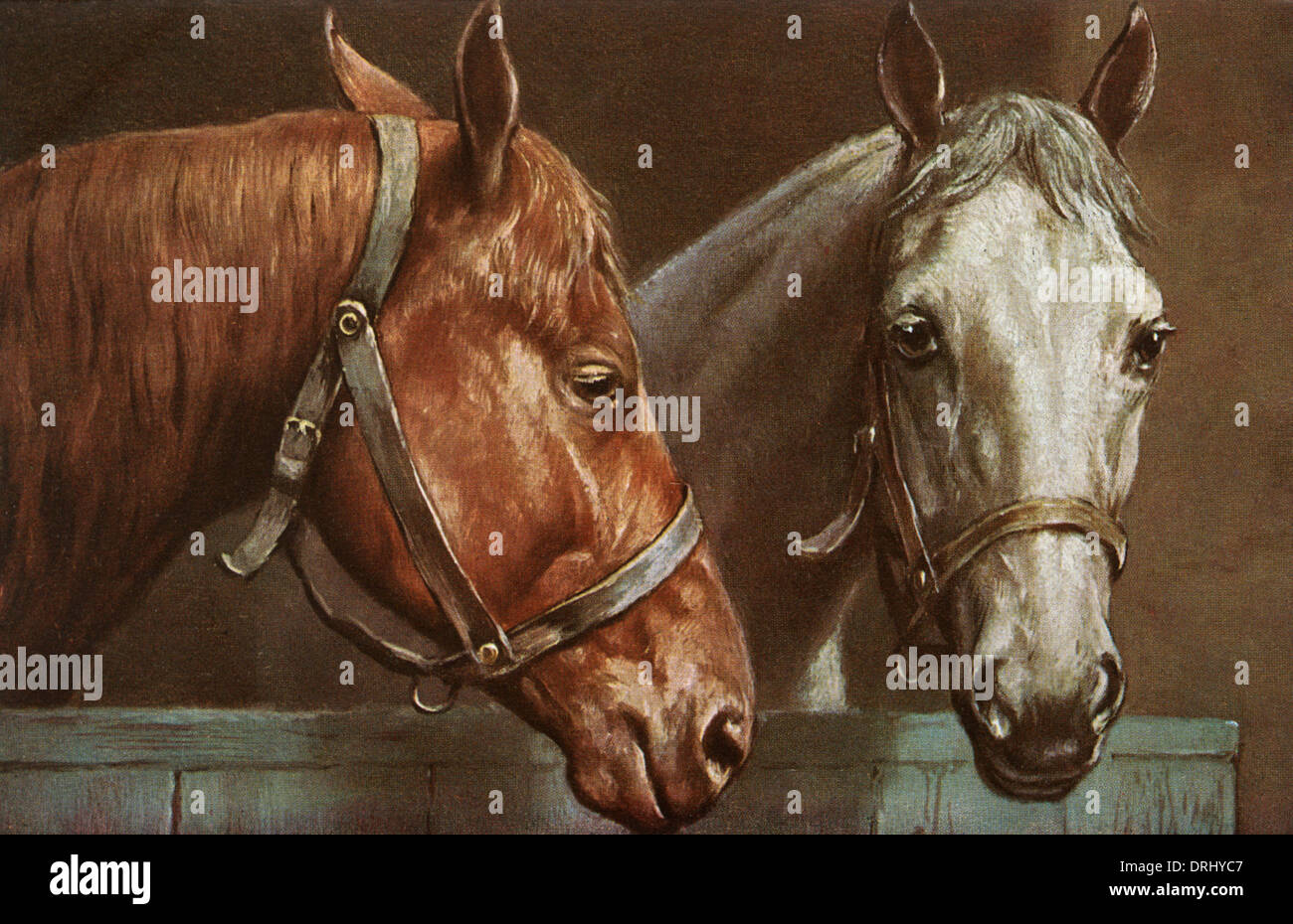 Two horses hi-res stock photography and images - Alamy