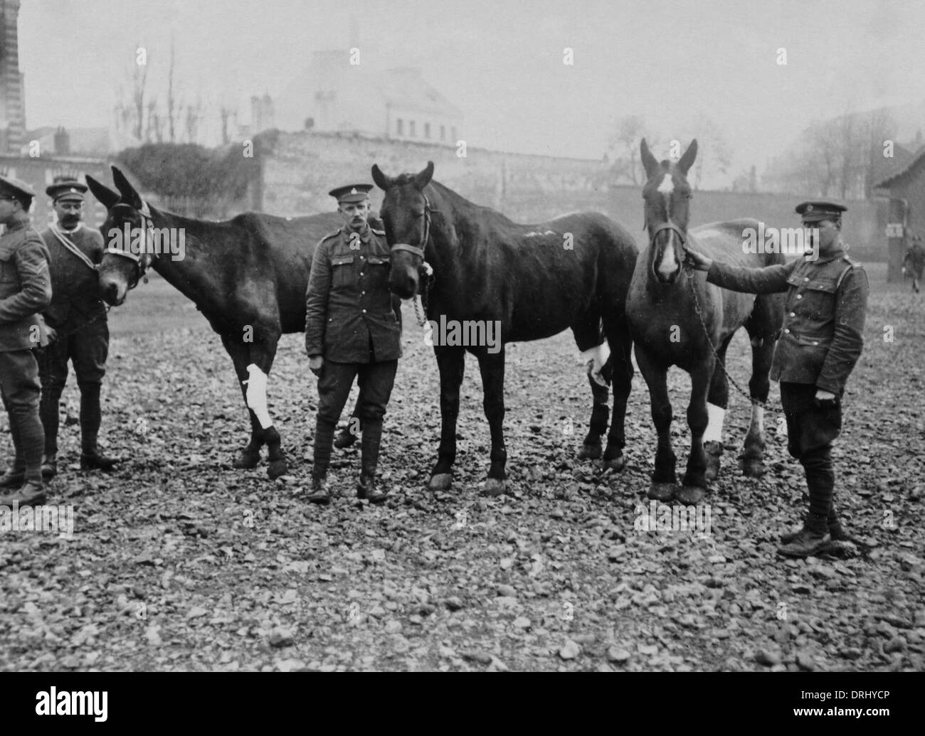 Wounded British horses, Western Front, France, WW1 Stock Photo - Alamy