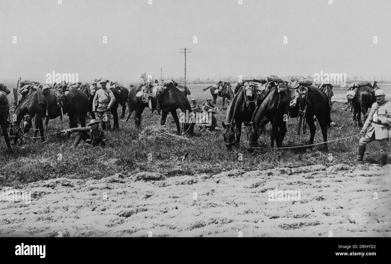 British and French cavalry with horses, Western Front, WW1 Stock Photo ...