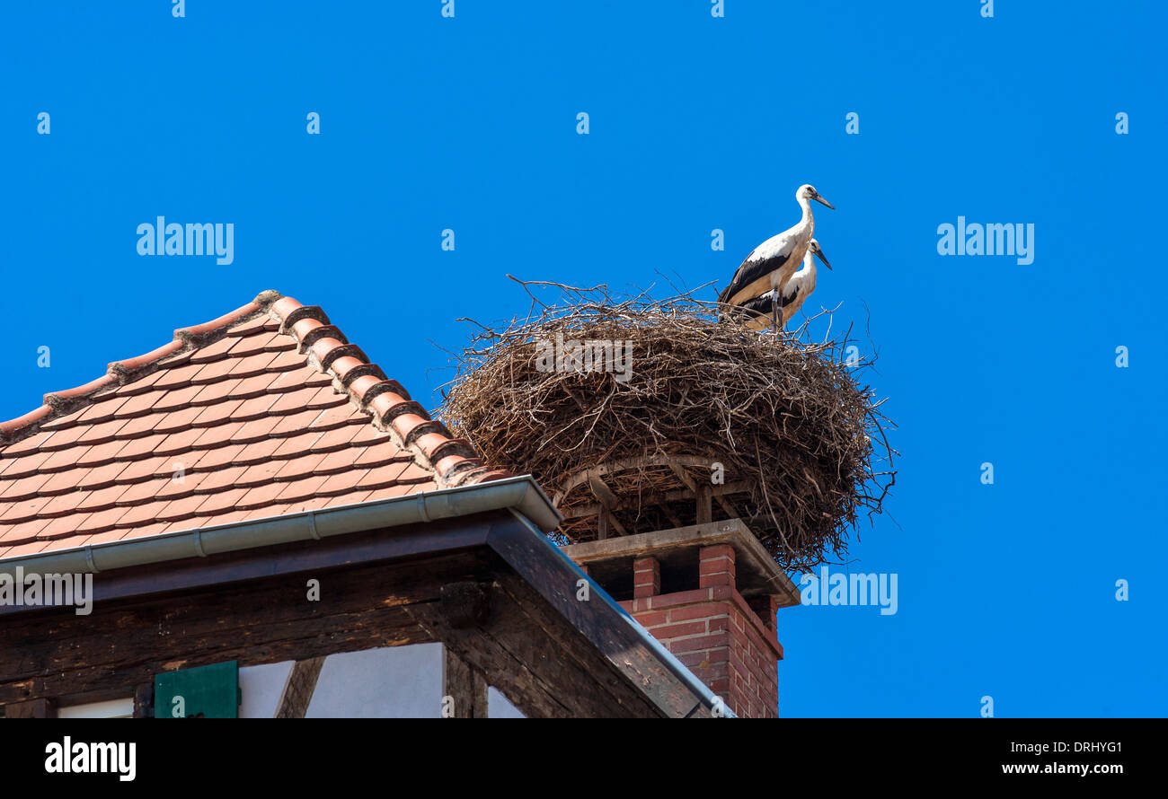 2 White storks in nest Alsace France Europe Stock Photo - Alamy