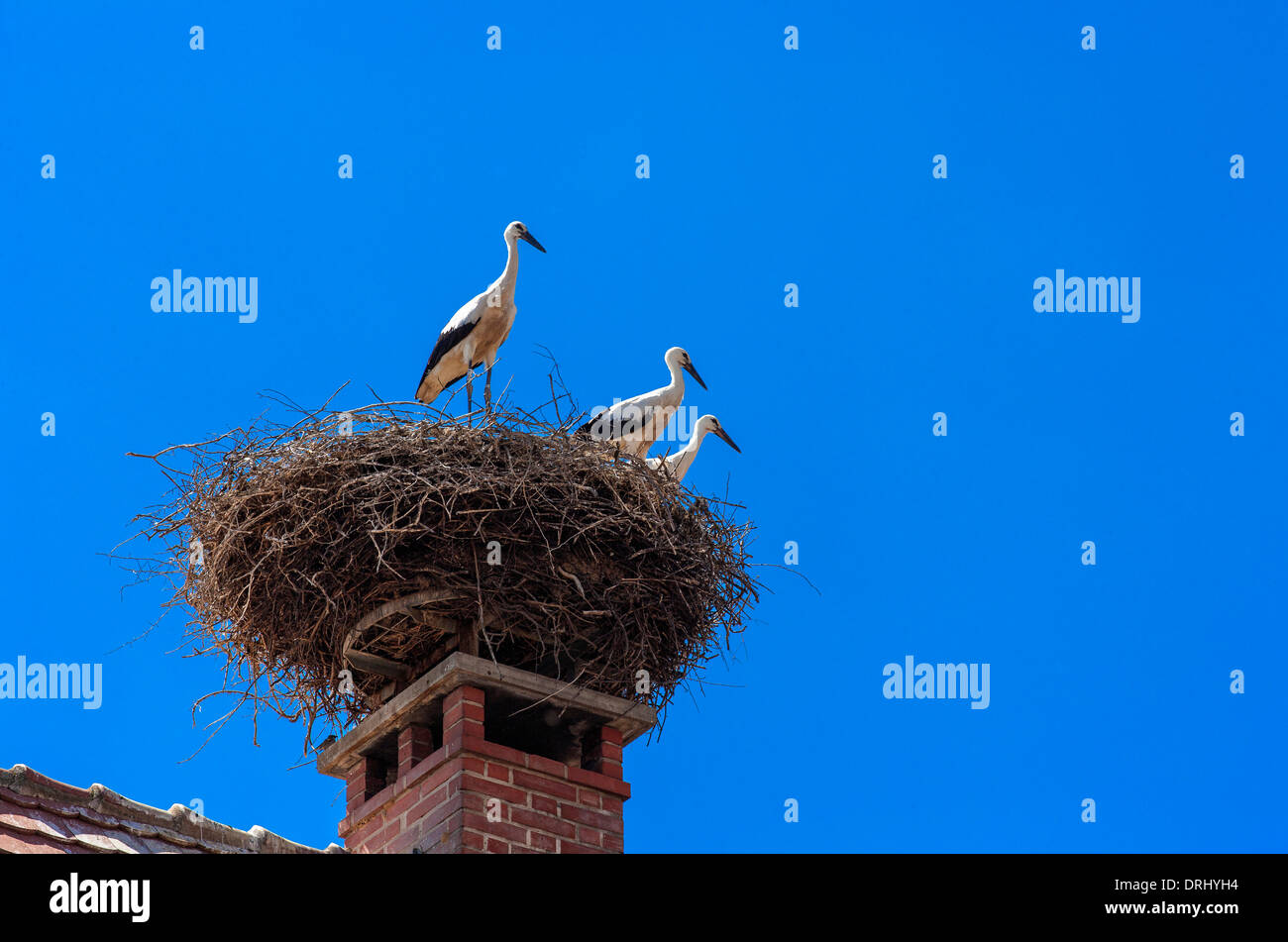 Alsace emblem bird hi-res stock photography and images - Alamy