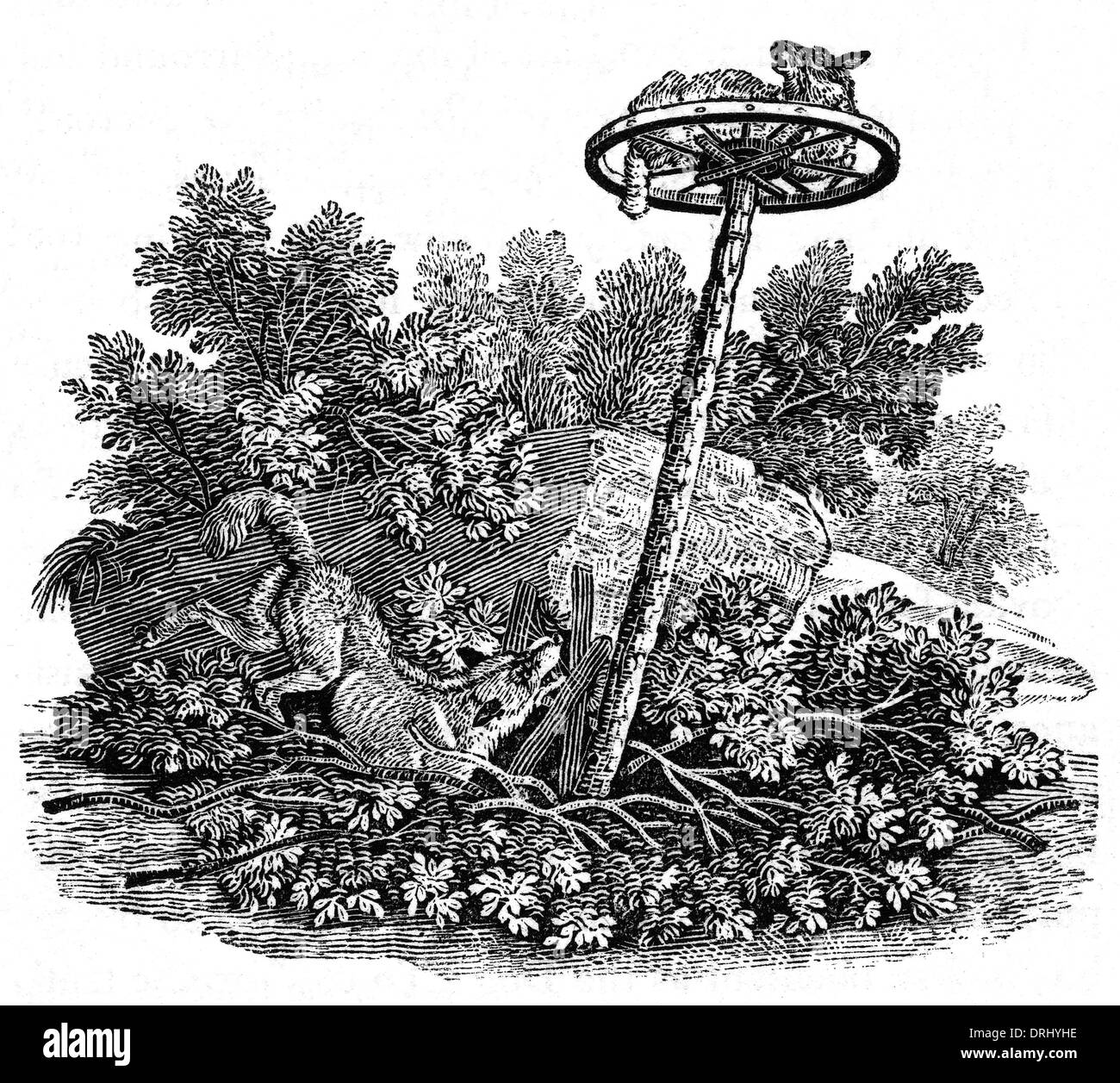 Caught wild animal Black and White Stock Photos & Images - Alamy