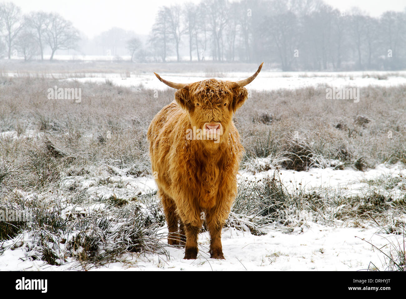 Highland cow in snow Stock Photo - Alamy