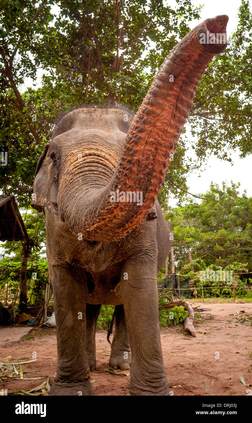 Rescued elephant waving trunk its in an elephant sanctuary in Pattaya ...