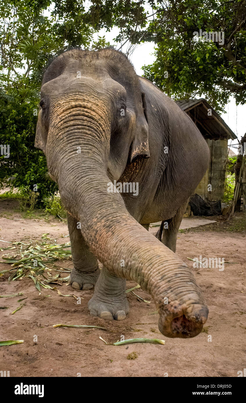Rescued elephant waving trunk its in an elephant sanctuary in Pattaya ...