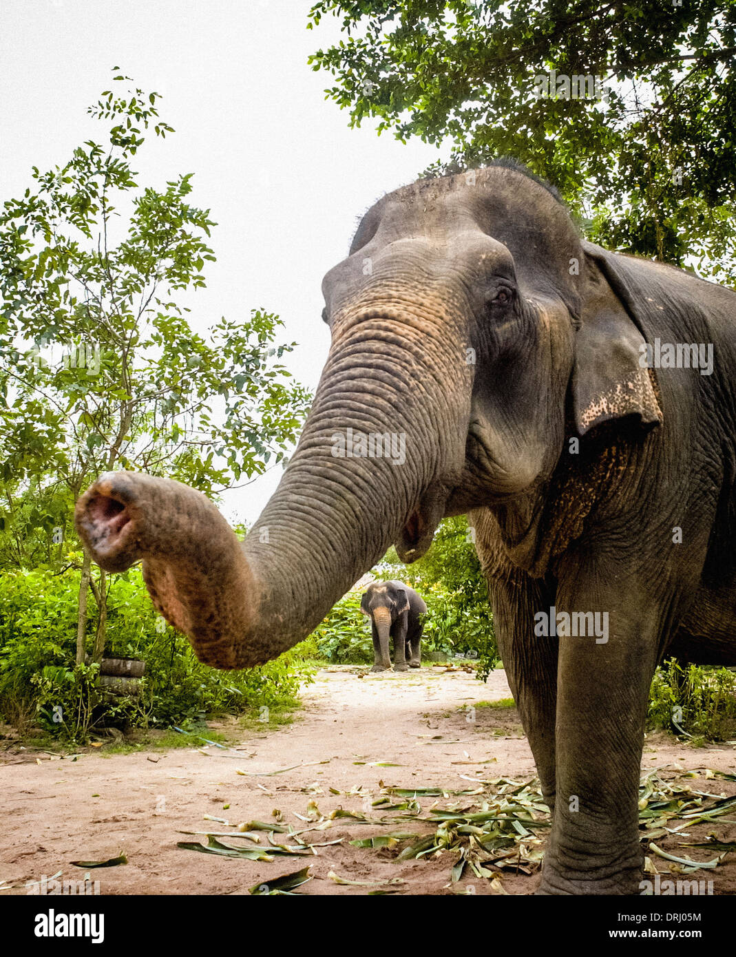 Rescued elephant waving trunk its in an elephant sanctuary in Pattaya ...