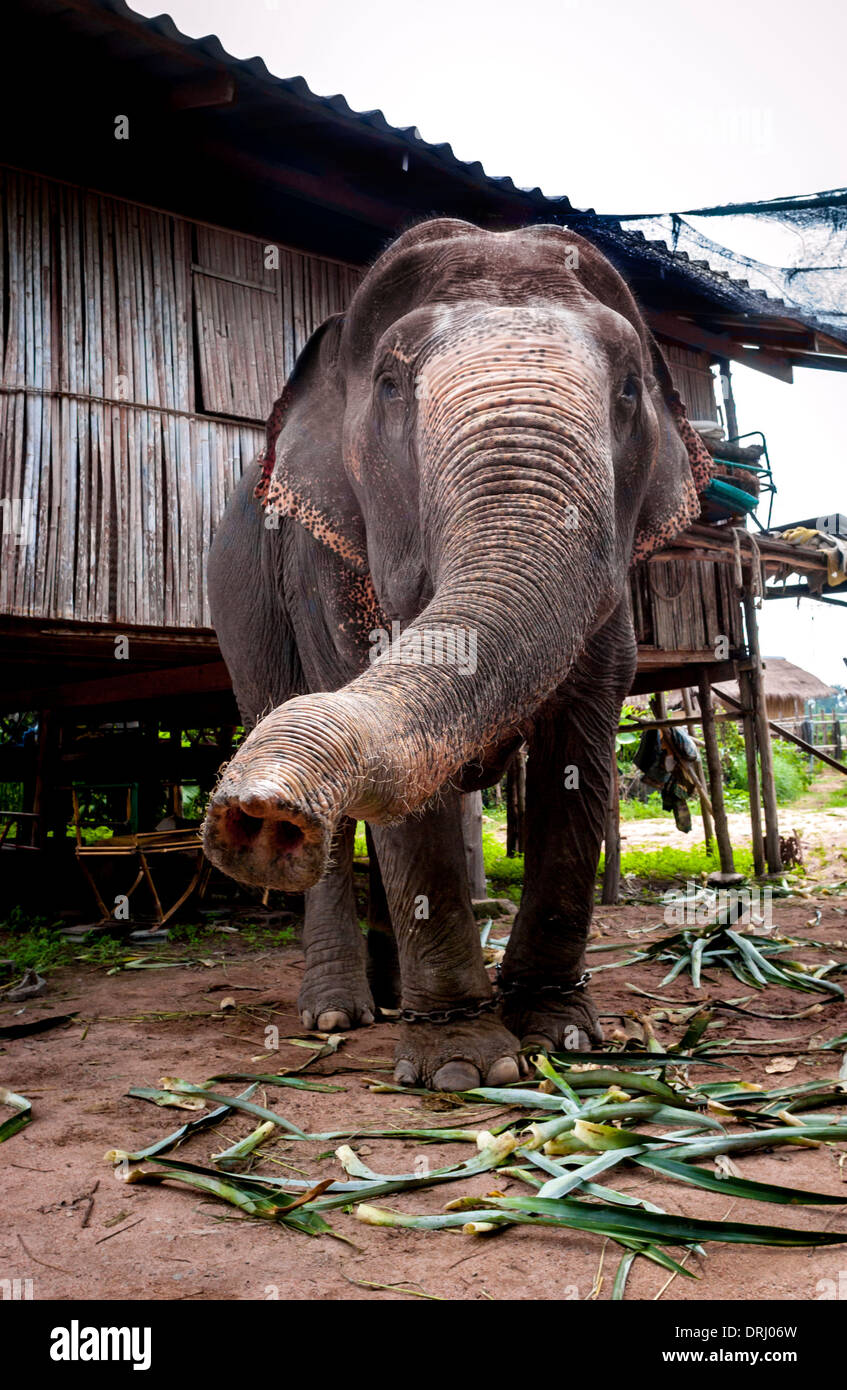 Elephantine Legs High Resolution Stock Photography and Images - Alamy