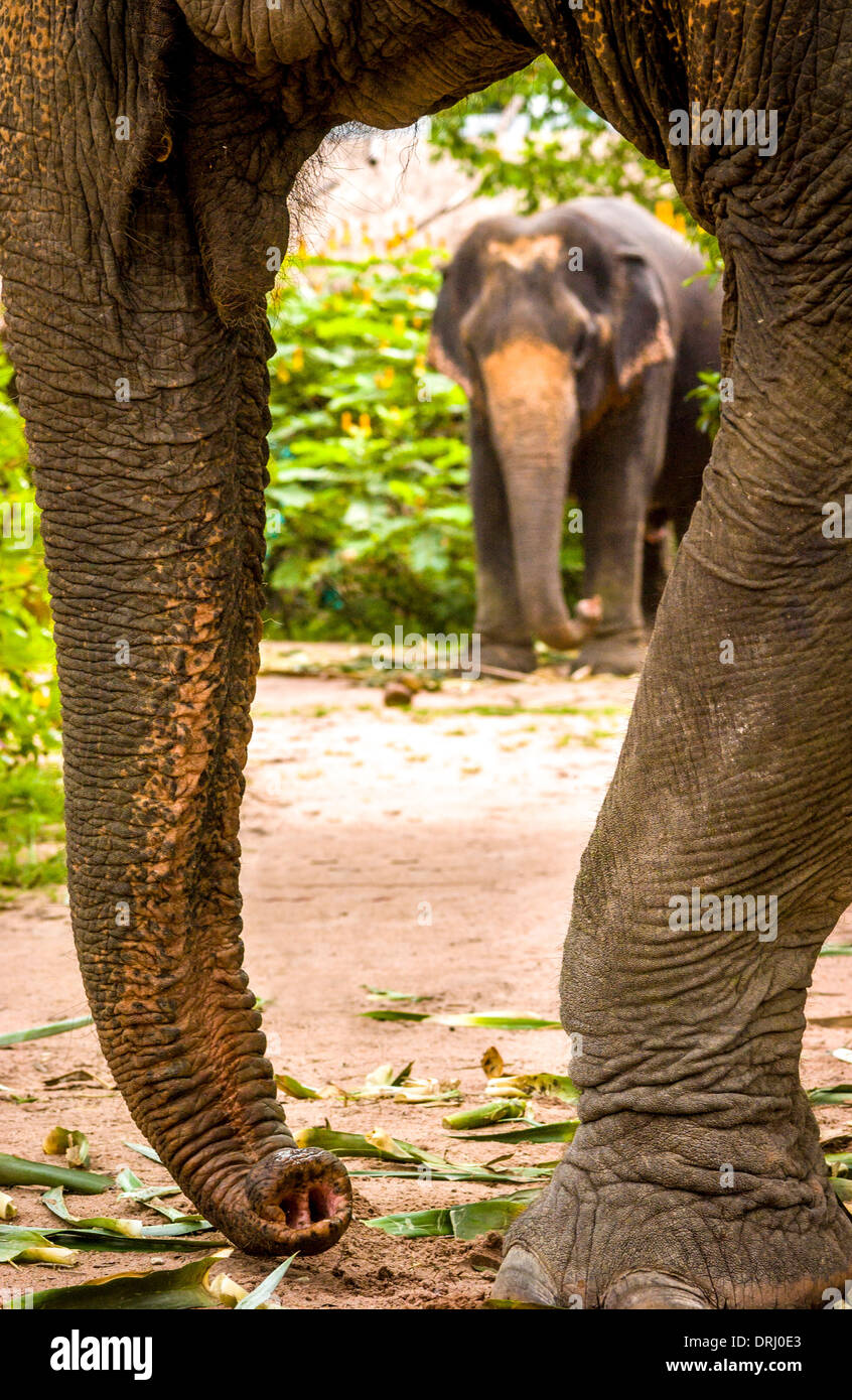 Asian elephant in closeup hi-res stock photography and images - Alamy
