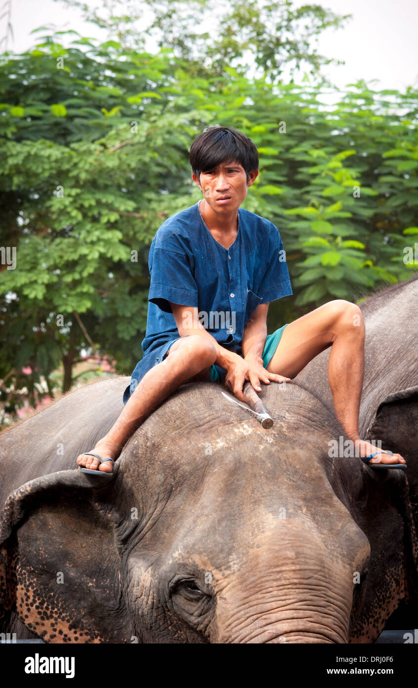 Asian male sitting on the back of an Asian elephant Stock Photo - Alamy