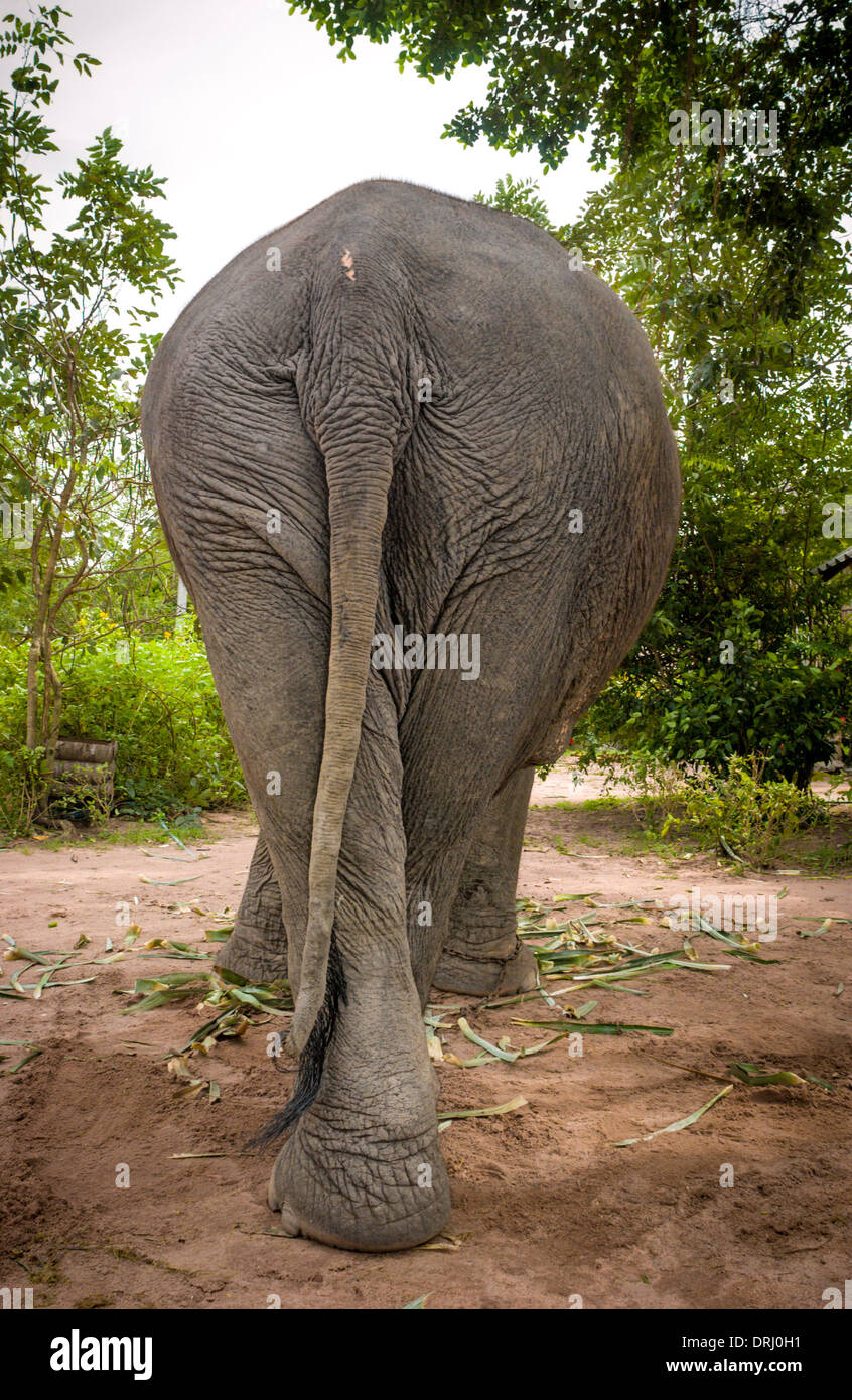 Rear view of Elephant walking away from camera Stock Photo - Alamy
