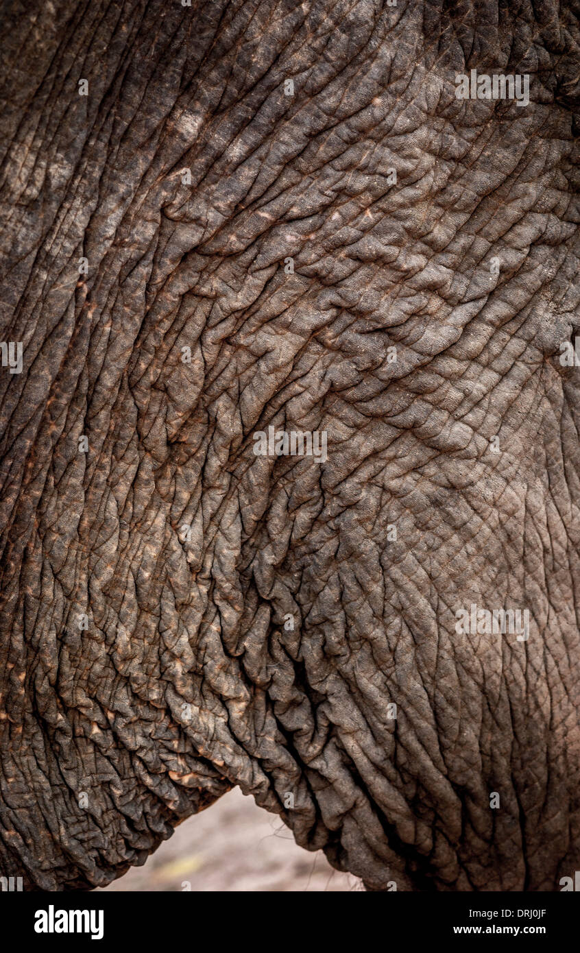 close up of elephant skin Stock Photo - Alamy