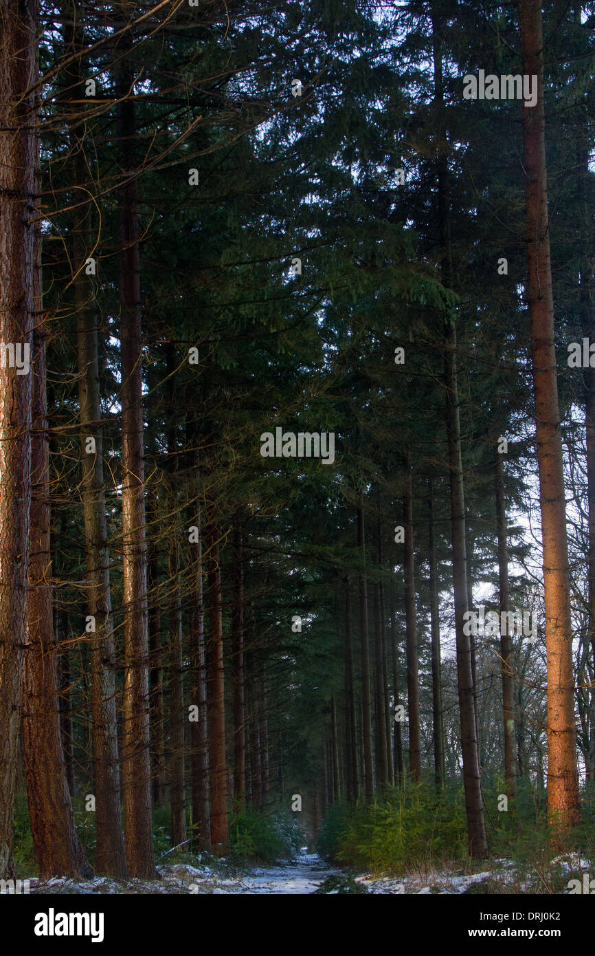 Path through a snowy forest with Oregon pines Stock Photo - Alamy