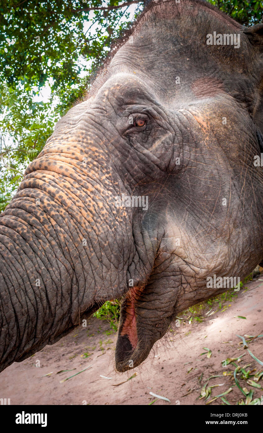 Elephants face to face hi-res stock photography and images - Alamy