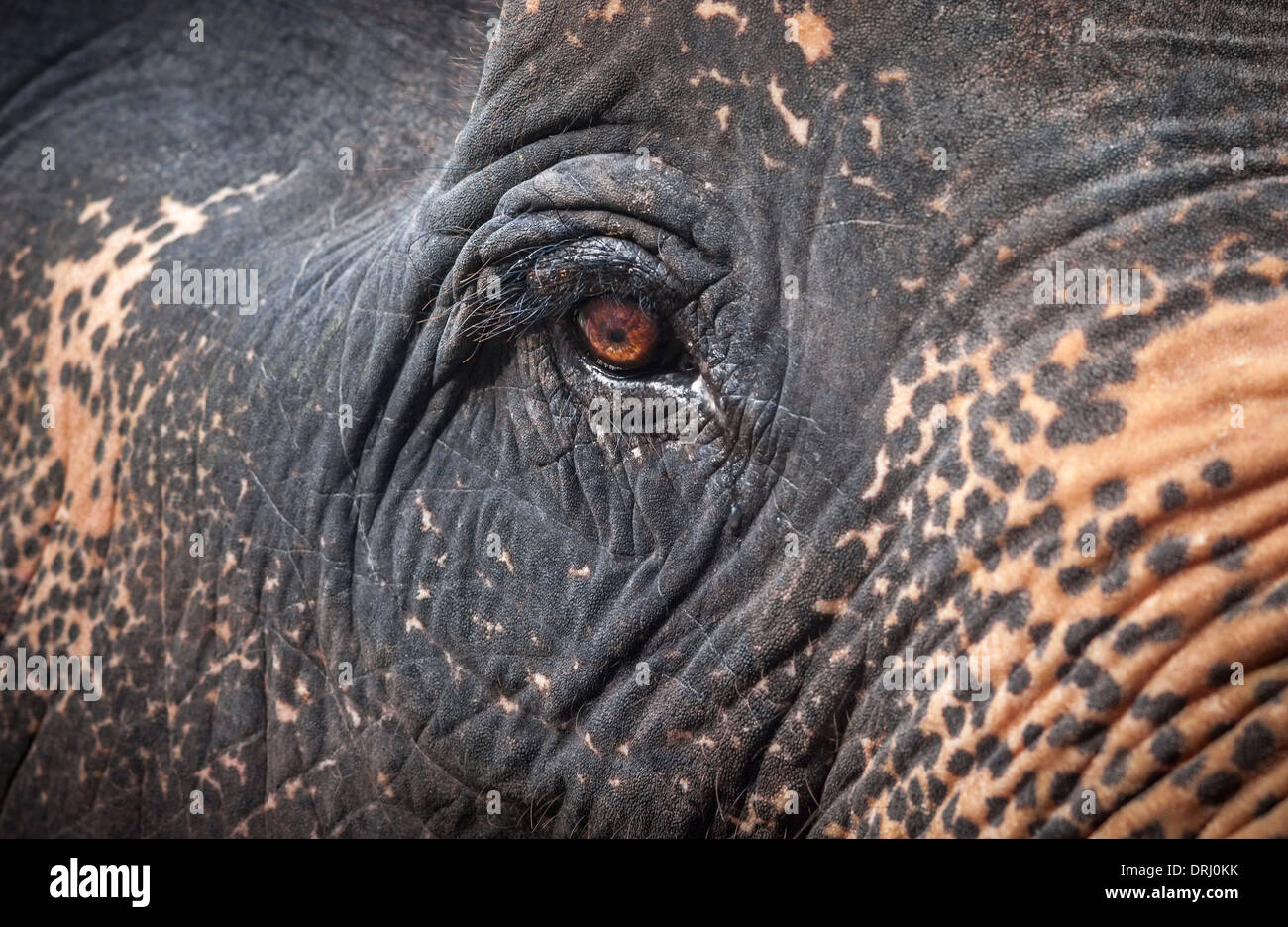 Looking up at elephant hi-res stock photography and images - Alamy