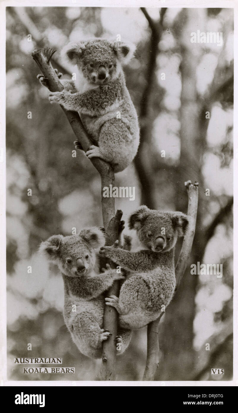 Three Australian Koalas Stock Photo - Alamy