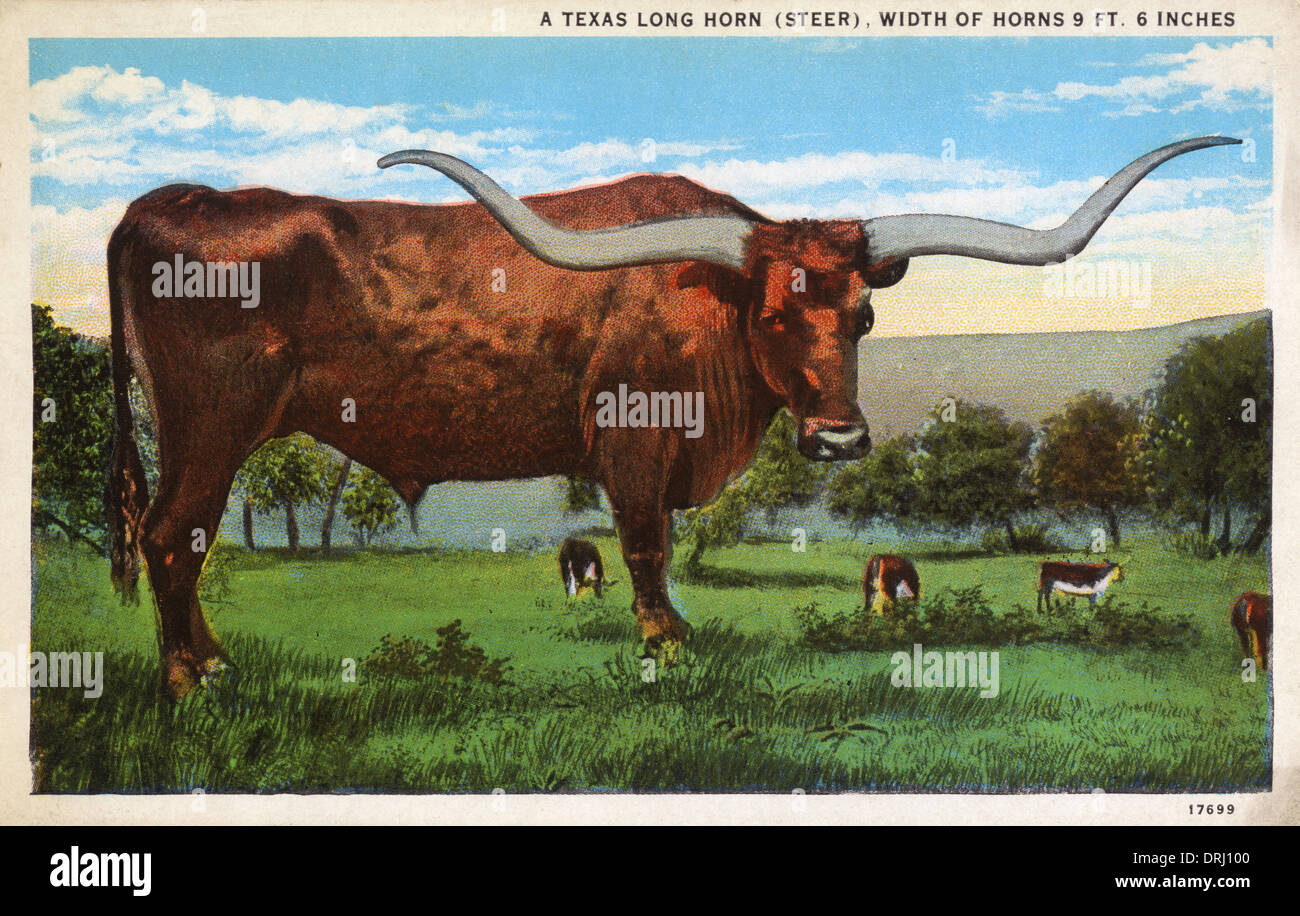Steer horn hi-res stock photography and images - Alamy