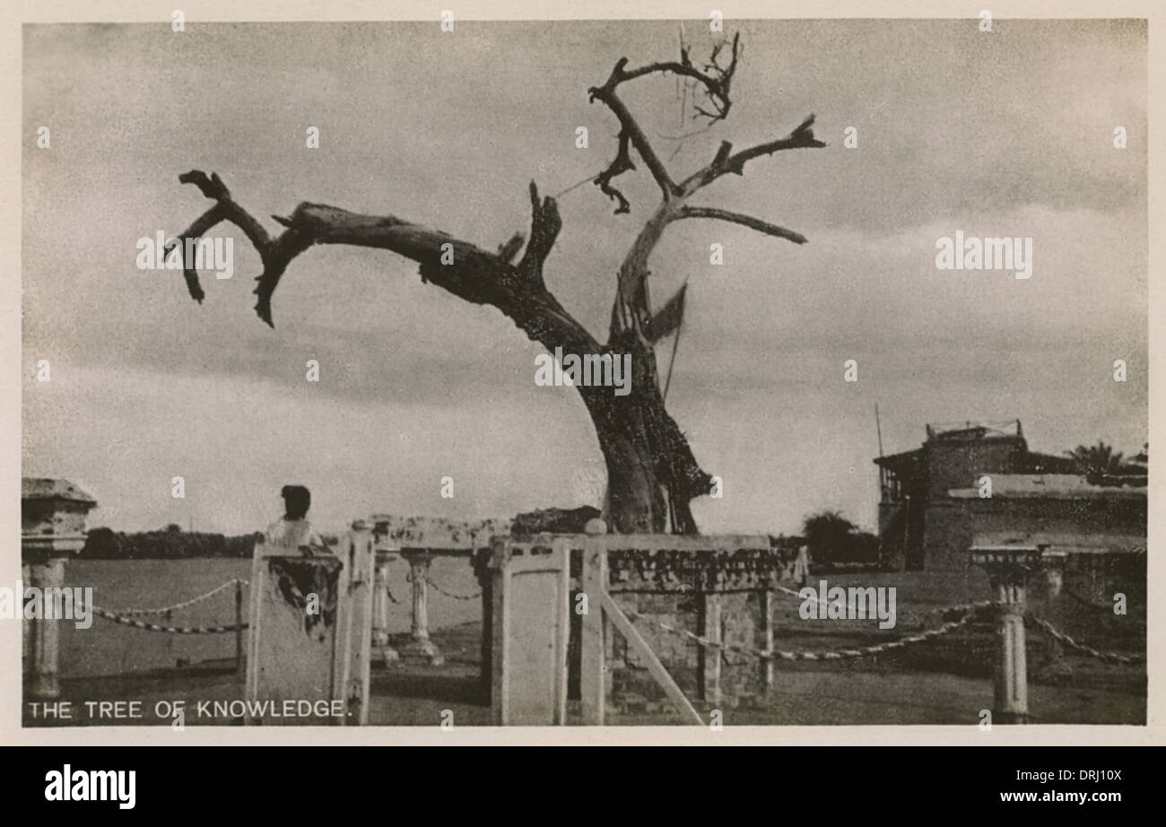 Tree Of Knowledge High Resolution Stock Photography and Images - Alamy