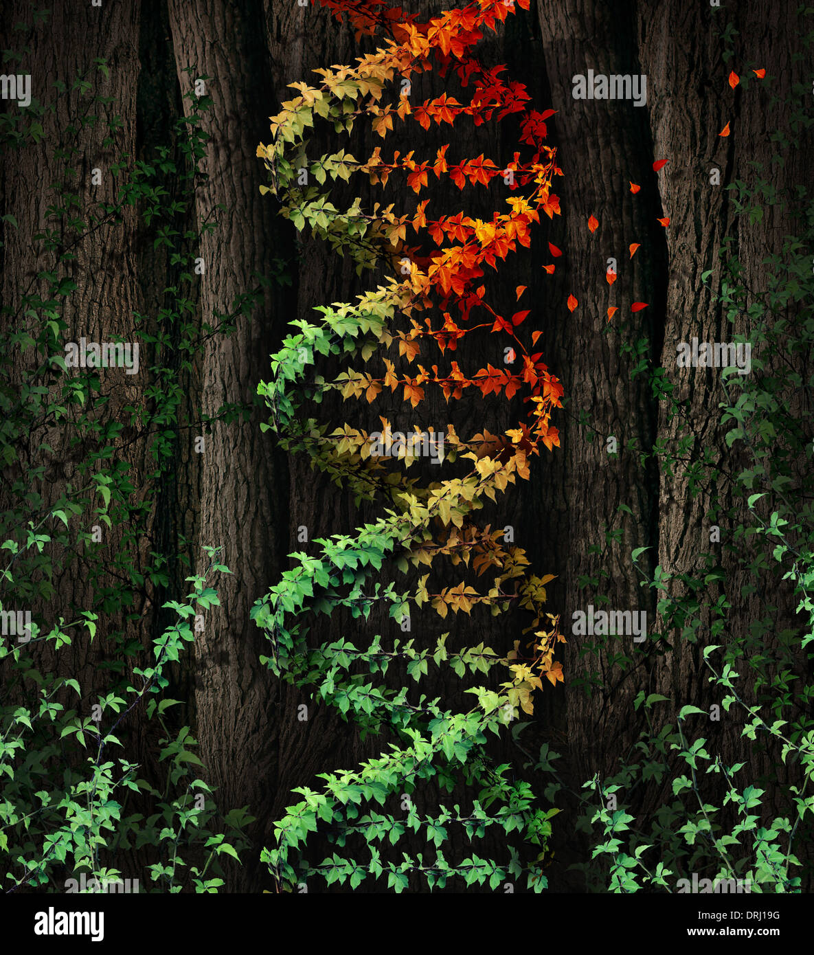 Human evolution tree hi-res stock photography and images - Alamy