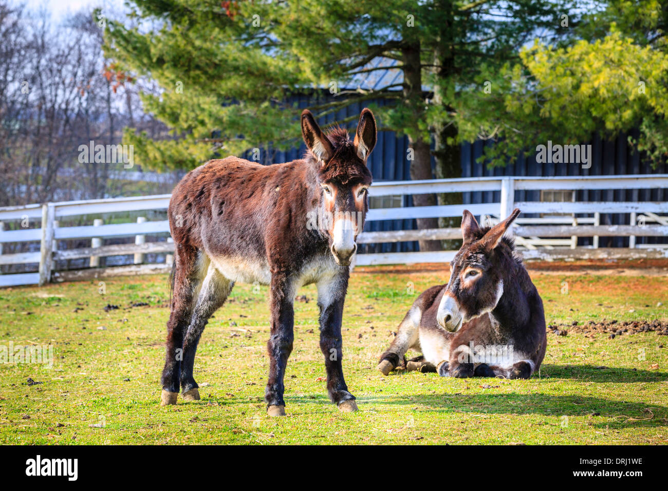 Donkeys hi-res stock photography and images - Alamy