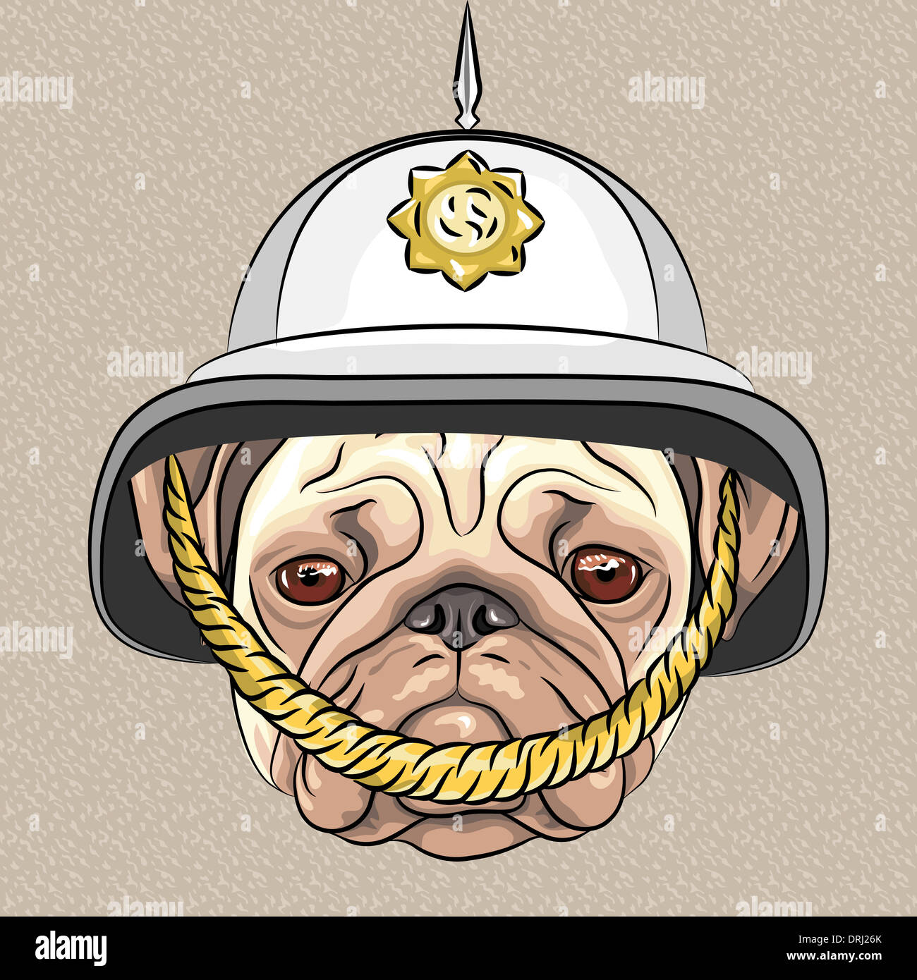 serious dog breed pug in the British helmet Stock Photo - Alamy