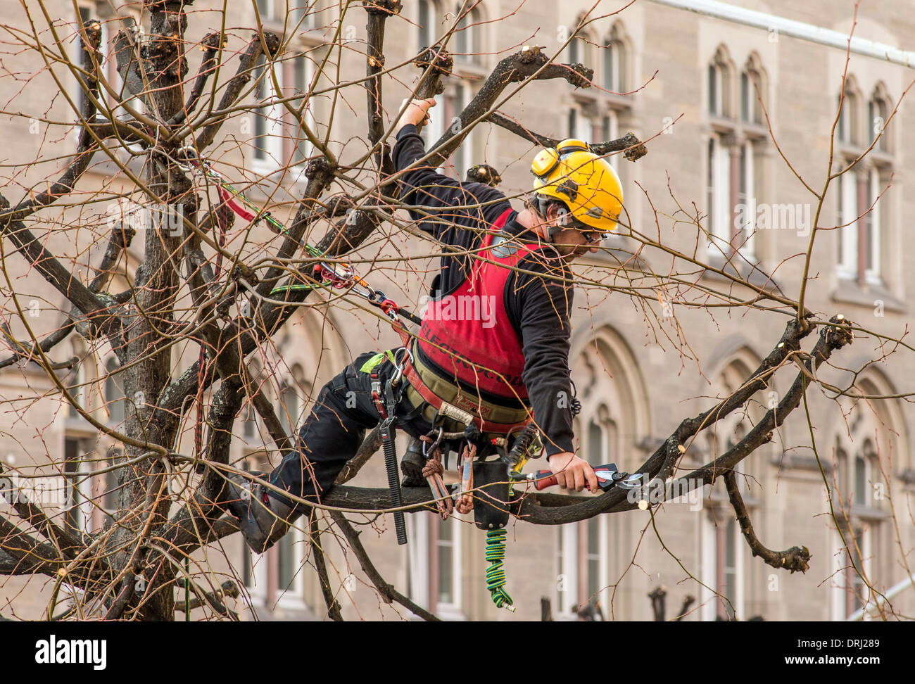 Climbing tree surgeon pruning a lime tree, Strasbourg, Alsace, France ...