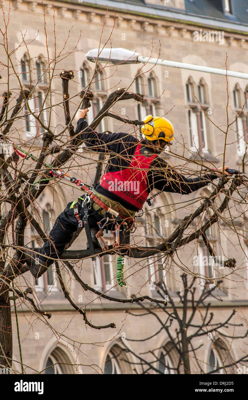 Climbing tree surgeon pruning a lime tree, Strasbourg, Alsace, France ...