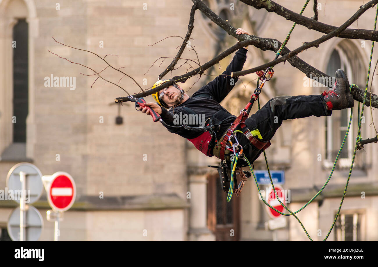 Climbing tree surgeon pruning a lime tree, Strasbourg, Alsace, France ...