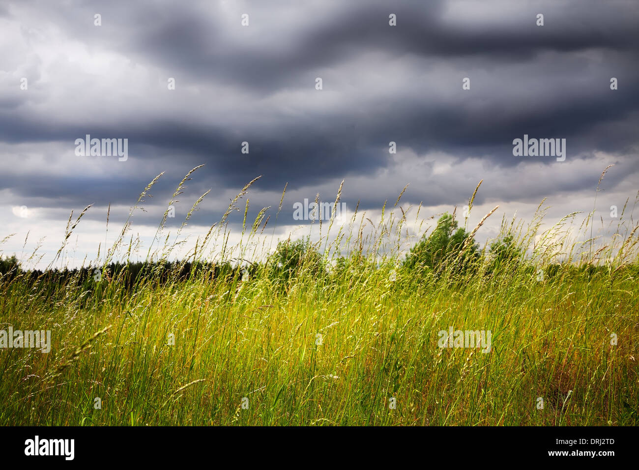 Green spring field Stock Photo - Alamy
