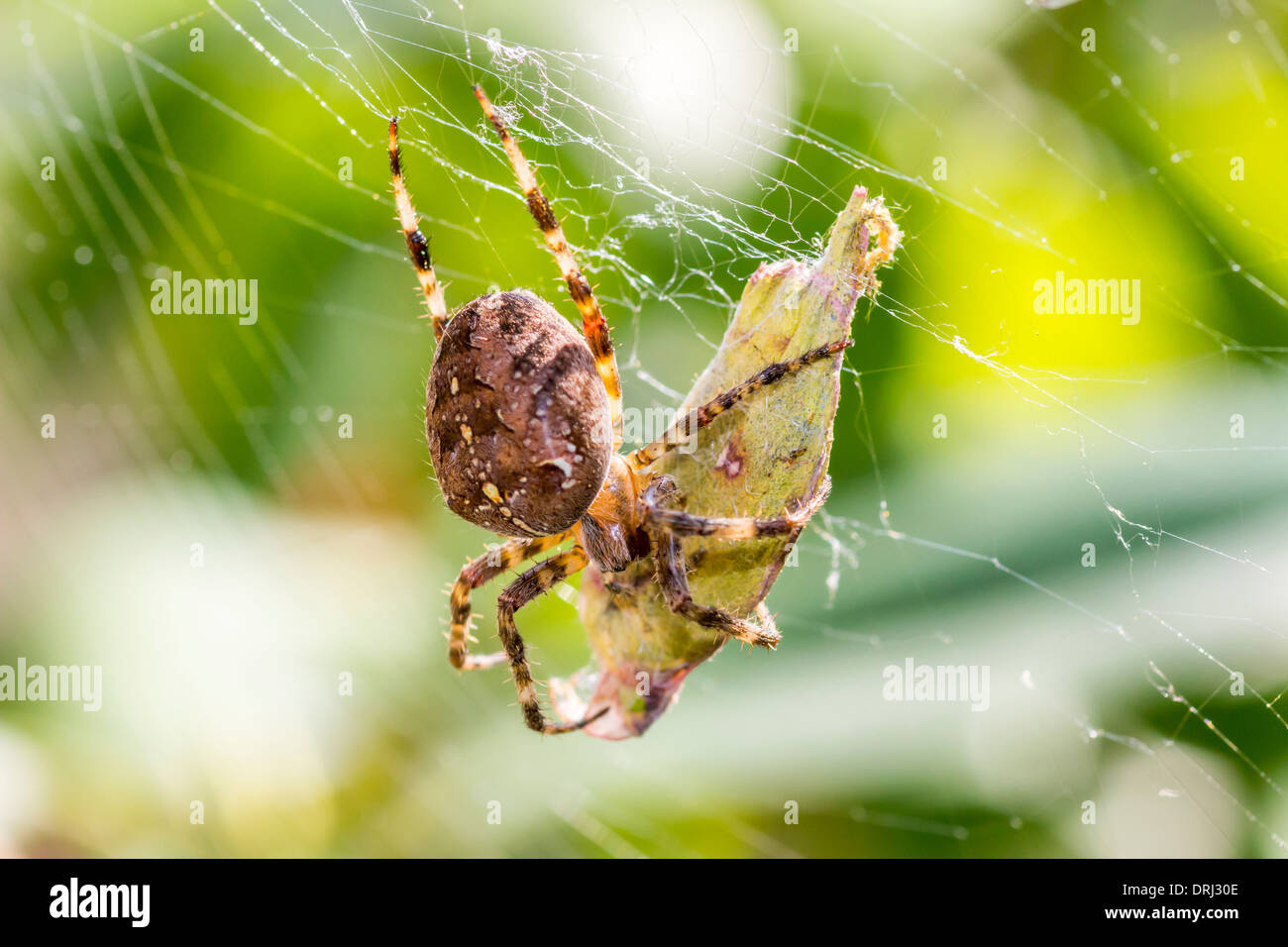 A spider on his web Stock Photo - Alamy