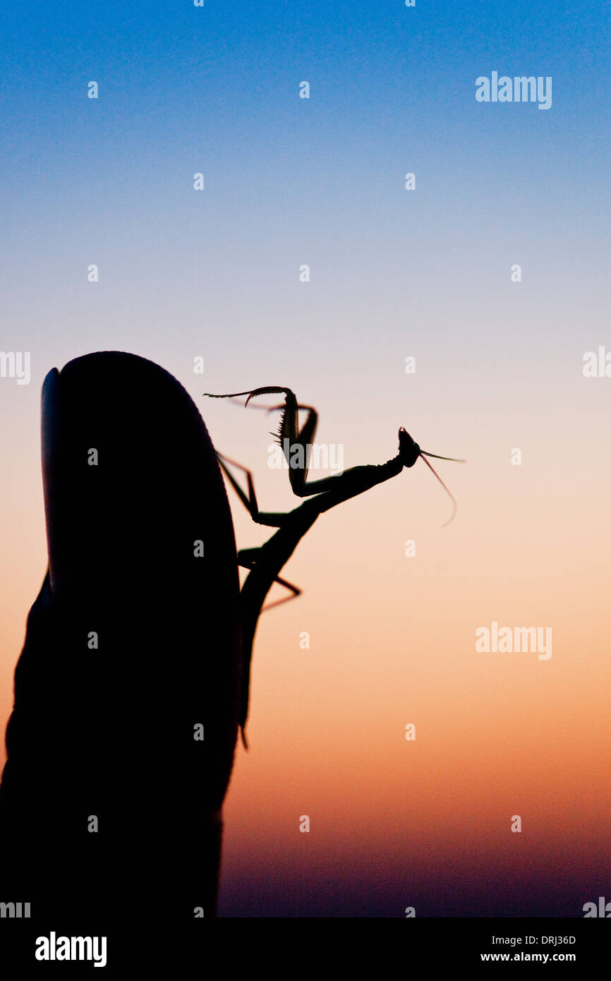 Finger mantis hi-res stock photography and images - Alamy