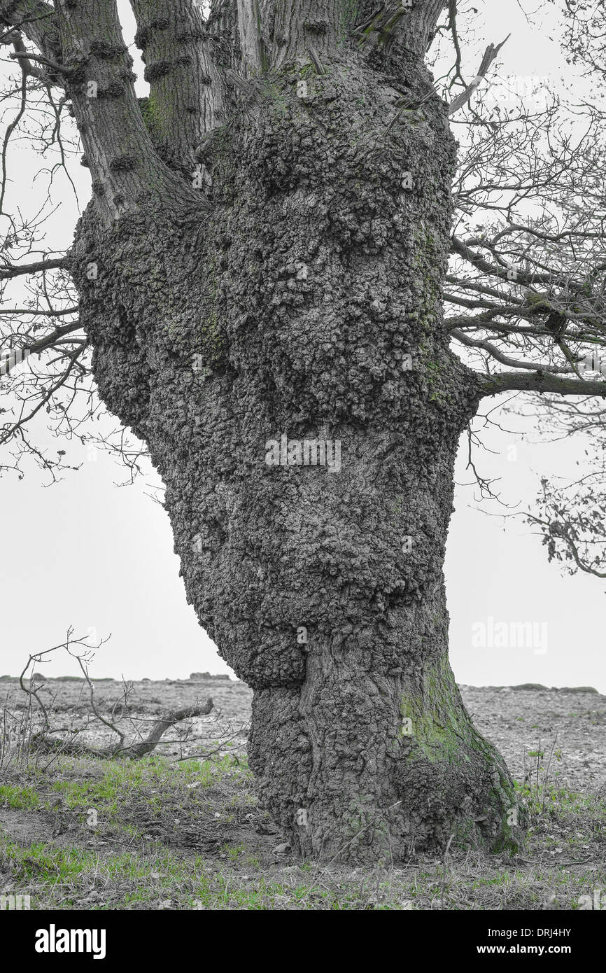Tree trunk bulge hi-res stock photography and images - Alamy