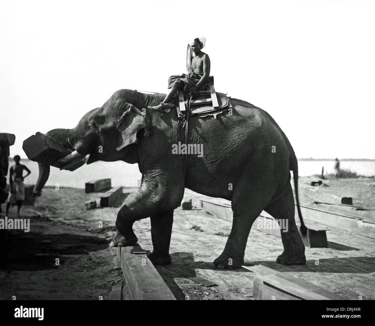 Elephant carrying man hi-res stock photography and images - Alamy