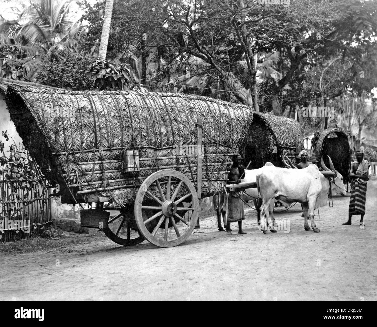 Bullock cart india Black and White Stock Photos & Images - Alamy