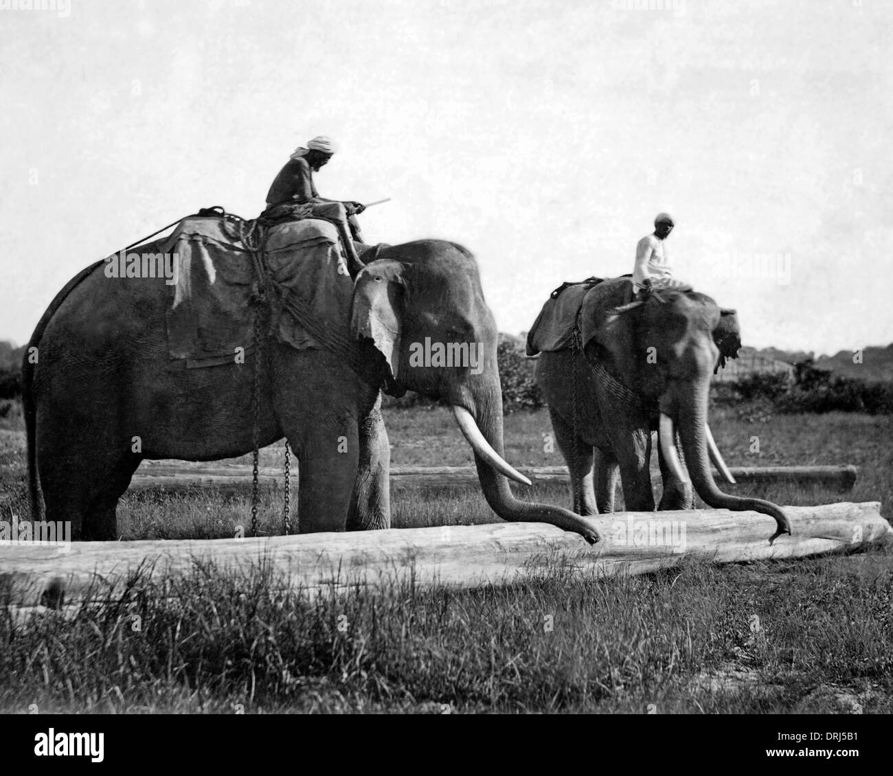 Elephants moving timber, India Stock Photo - Alamy