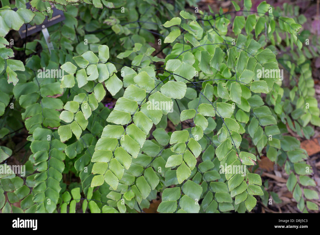 Closeup of Silver Dollar Fern Adiantum peruvianum Stock Photo - Alamy