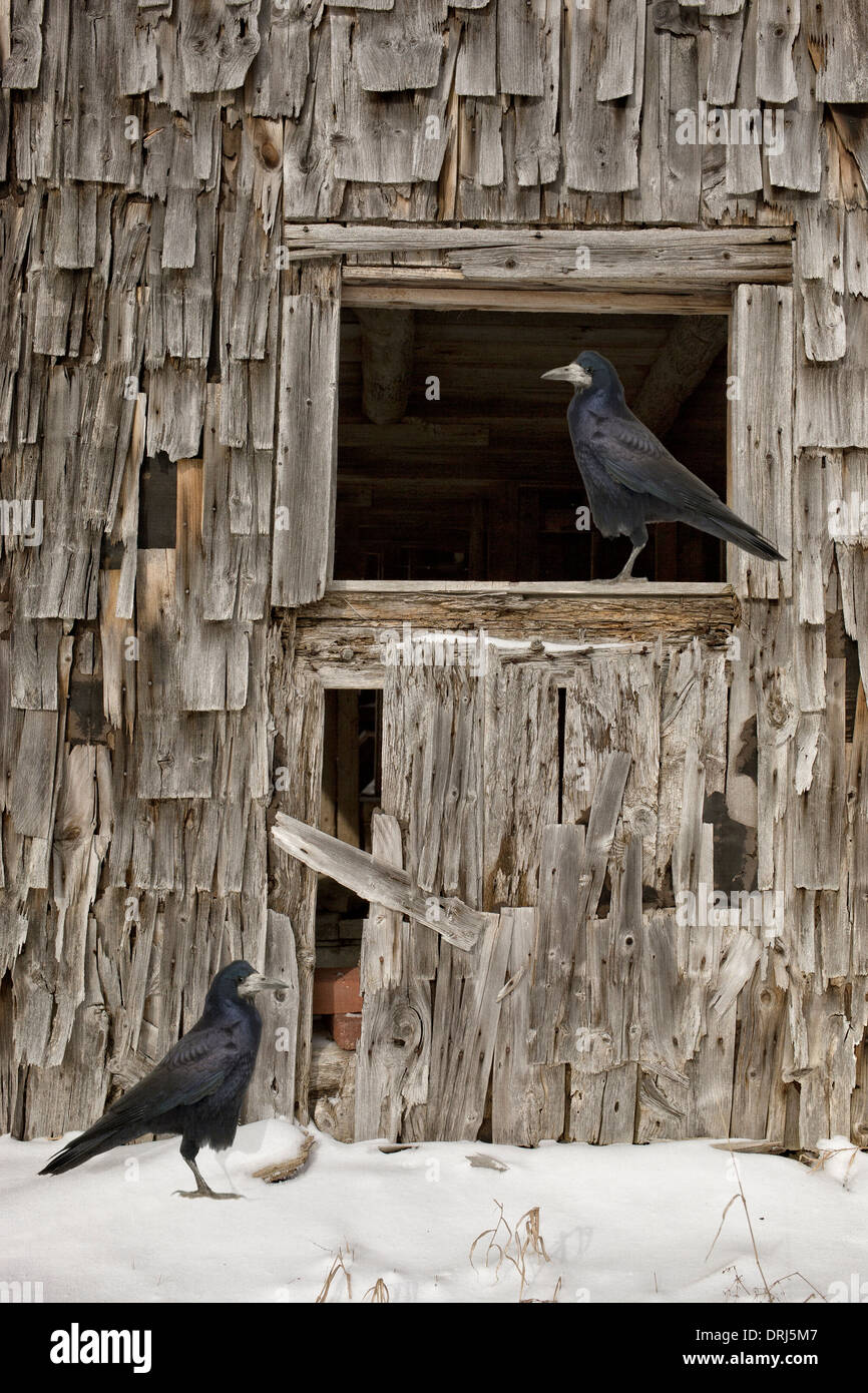 Black crows gathering in winter at an old barn Stock Photo - Alamy