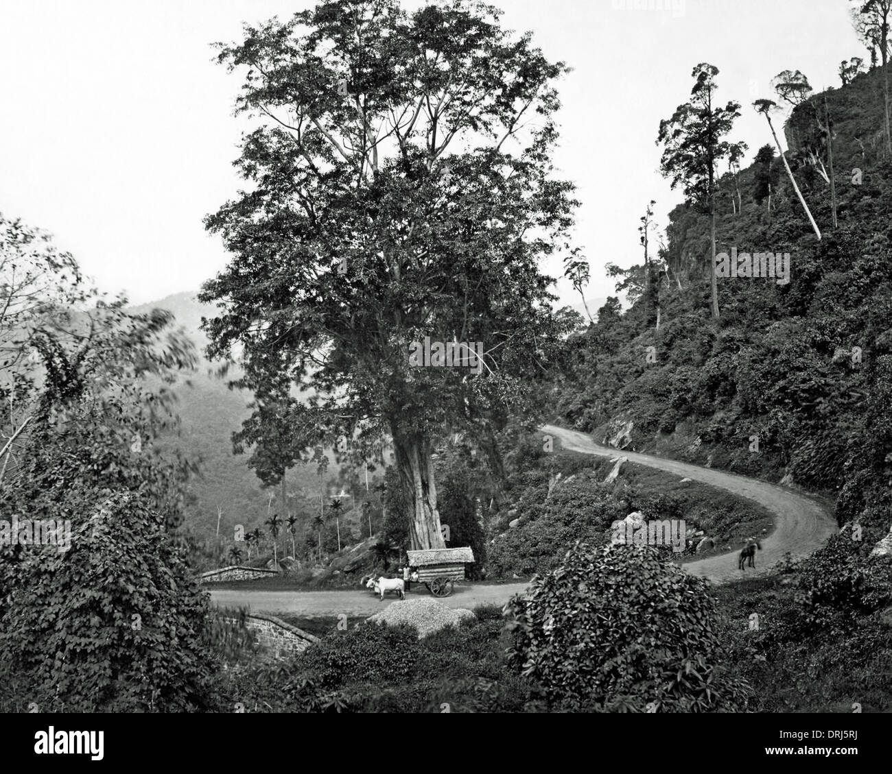 Winding country road, Ceylon (Sri Lanka Stock Photo - Alamy