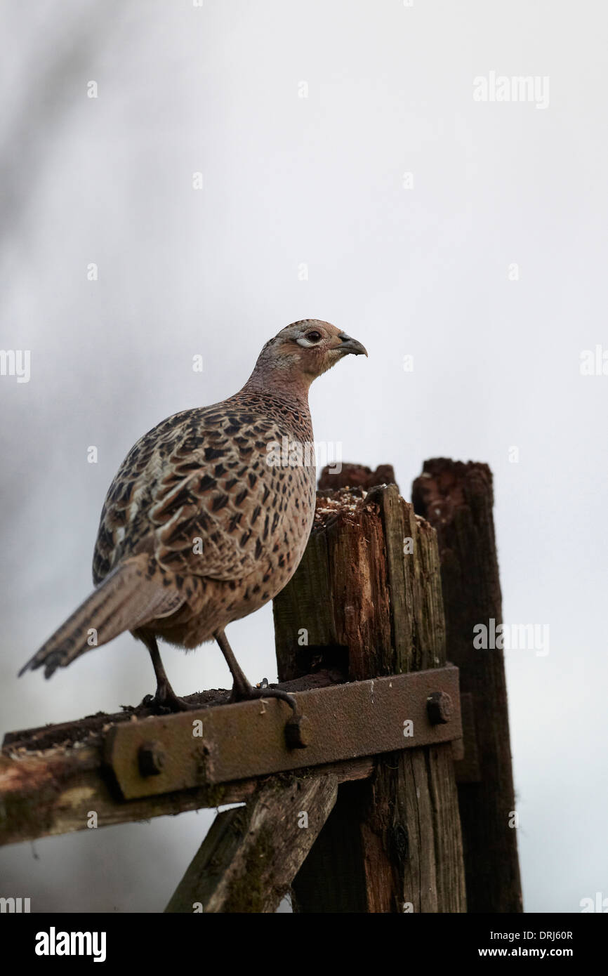 Hen Pheasant, Phasianus colchicus, standing on a five bar gate East ...