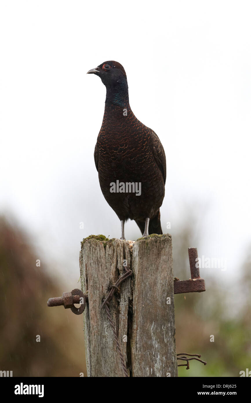Black hen Pheasant, Phasianus colchicus, East Yorkshire, UK Stock Photo ...