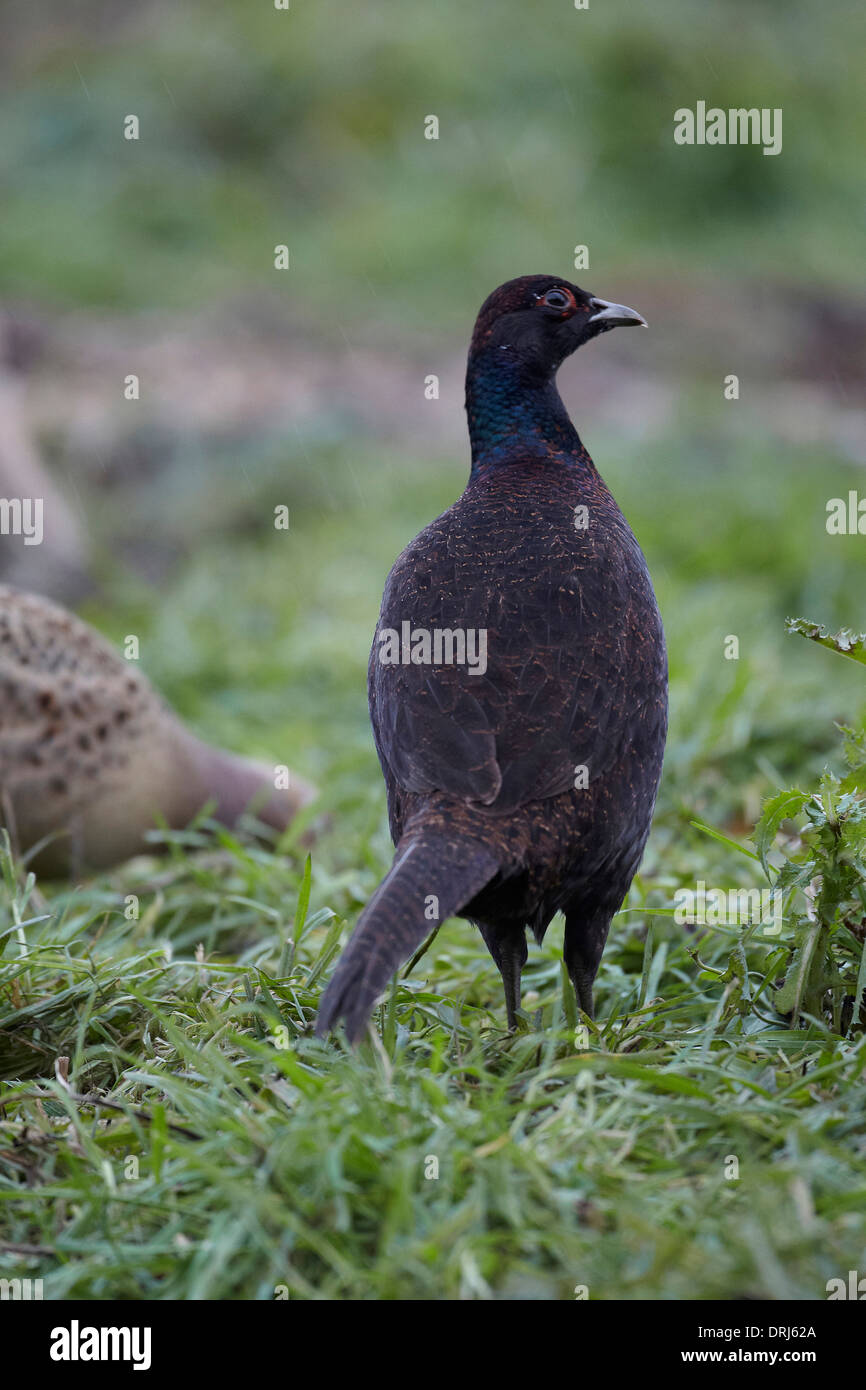 Black hen Pheasant, Phasianus colchicus, East Yorkshire, UK Stock Photo ...
