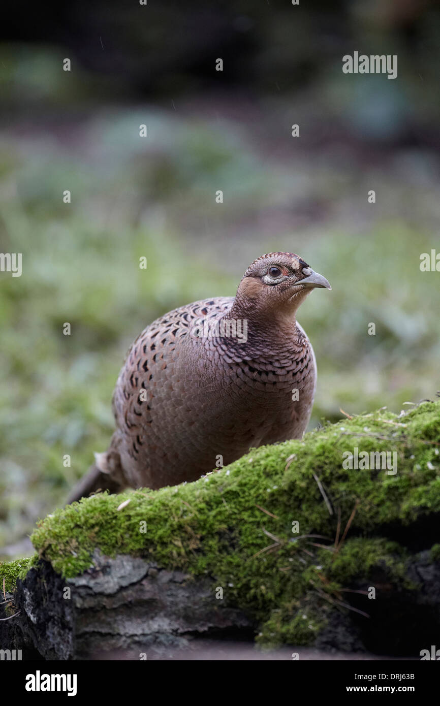 Hen Pheasant, Phasianus colchicus, East Yorkshire, UK Stock Photo - Alamy
