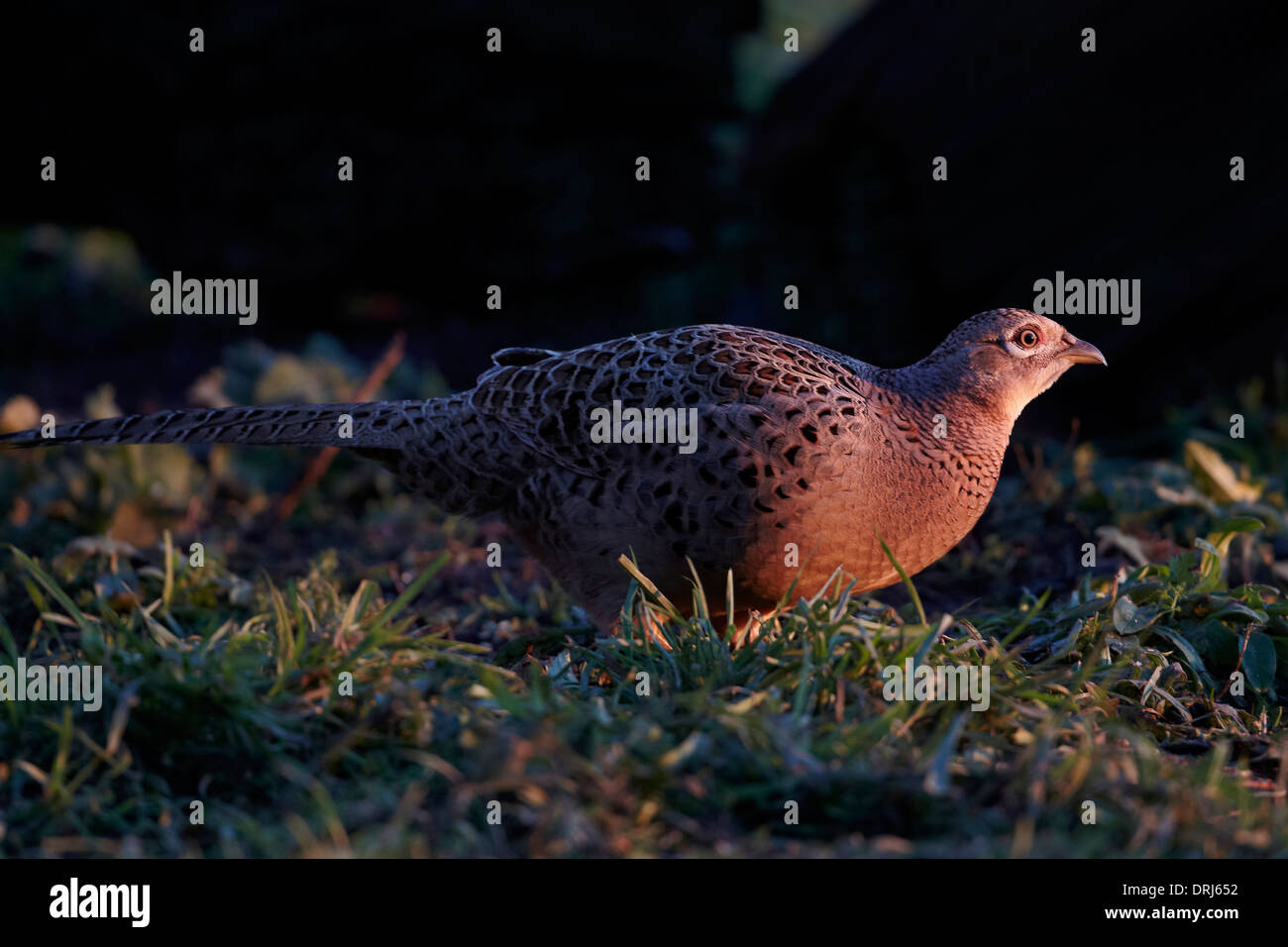 Hen Pheasant, Phasianus colchicus, East Yorkshire, UK Stock Photo - Alamy