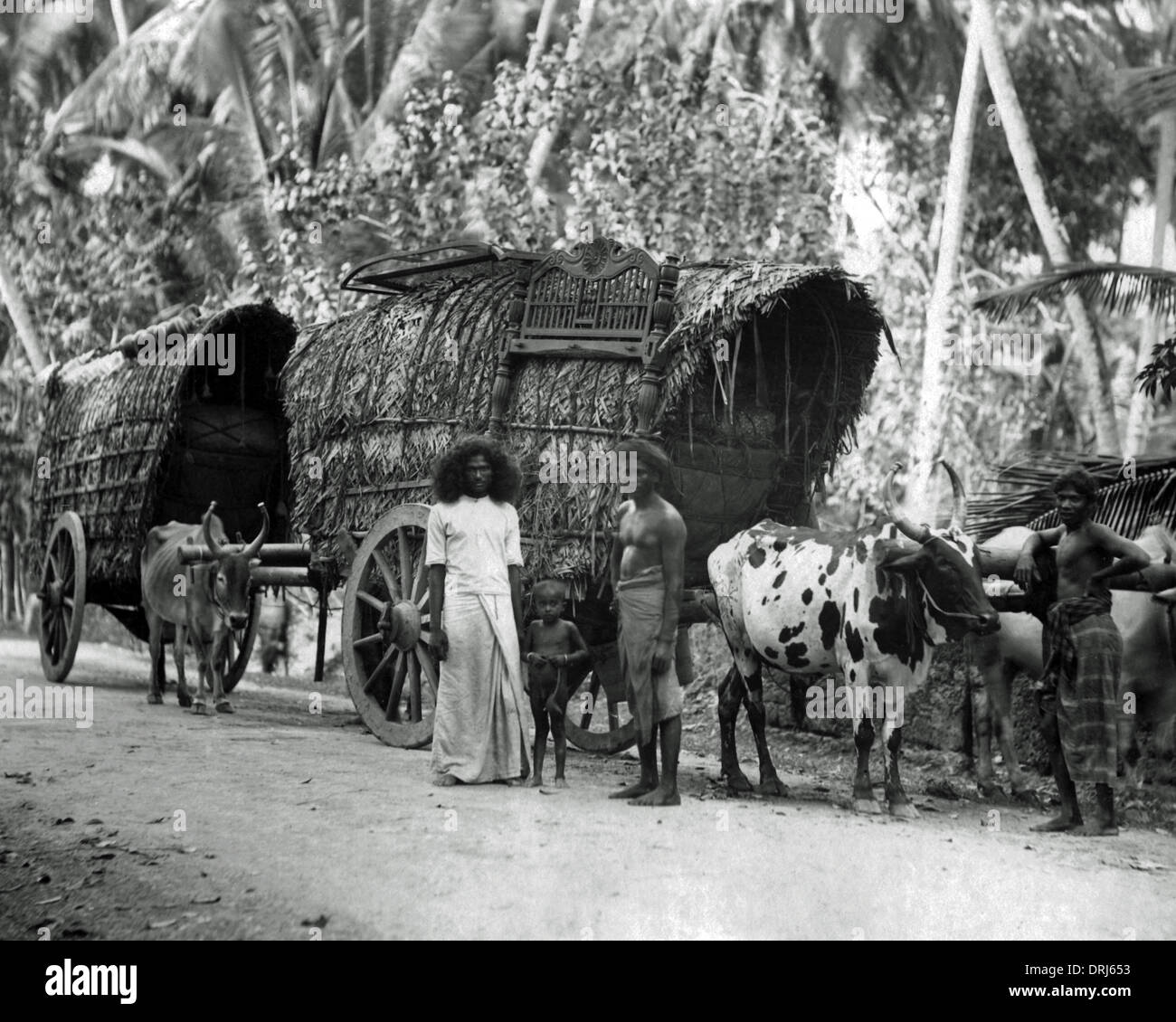 Bullock-drawn carts, Ceylon (Sri Lanka Stock Photo - Alamy